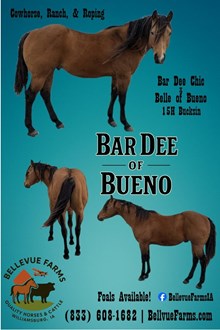 2025 Enrolled Stallions